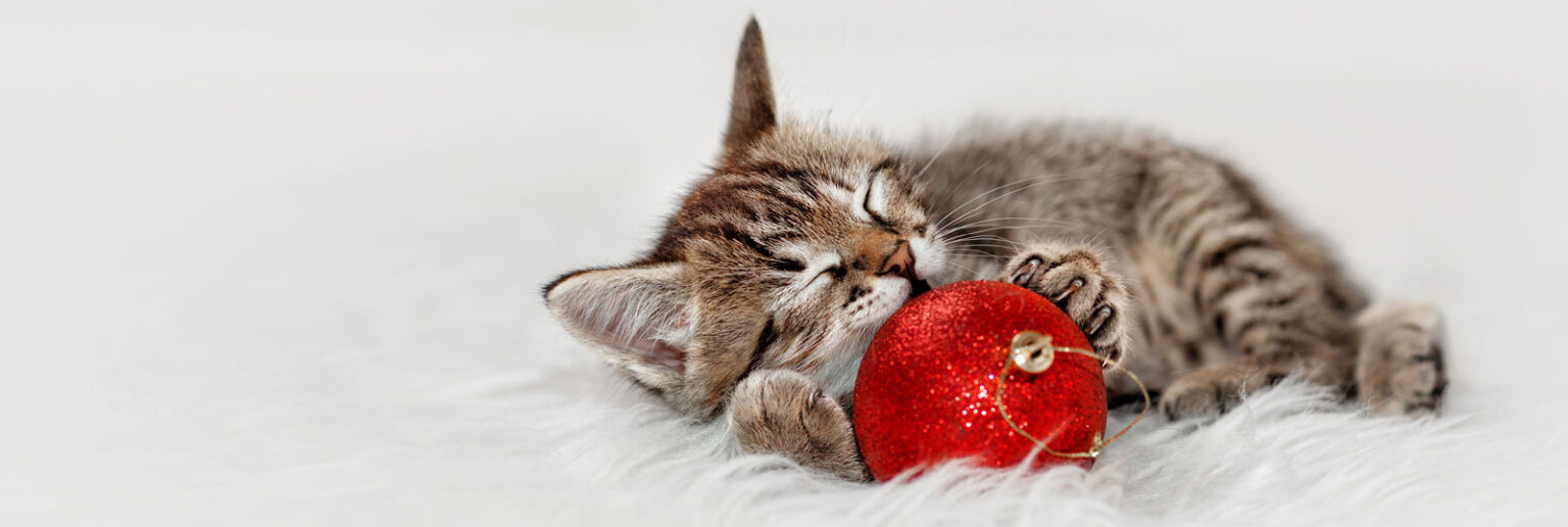 Best For Kitty
